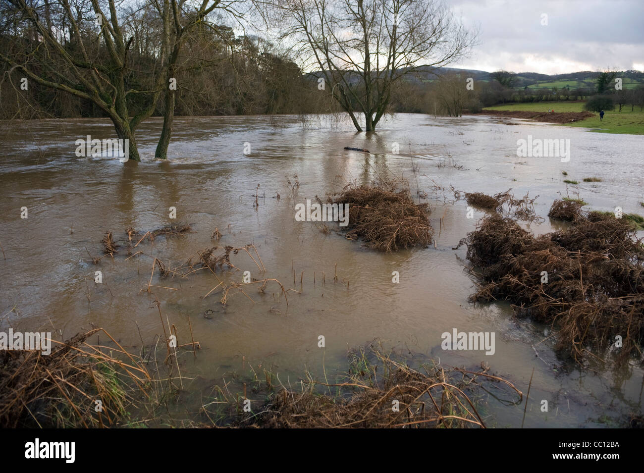 River Wye in full winter flood at The Warren Hay-on-Wye Powys Wales UK ...