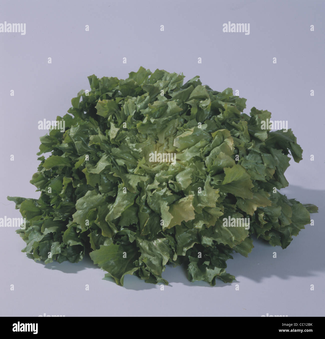 Cut out: Escarole, endive Stock Photo - Alamy