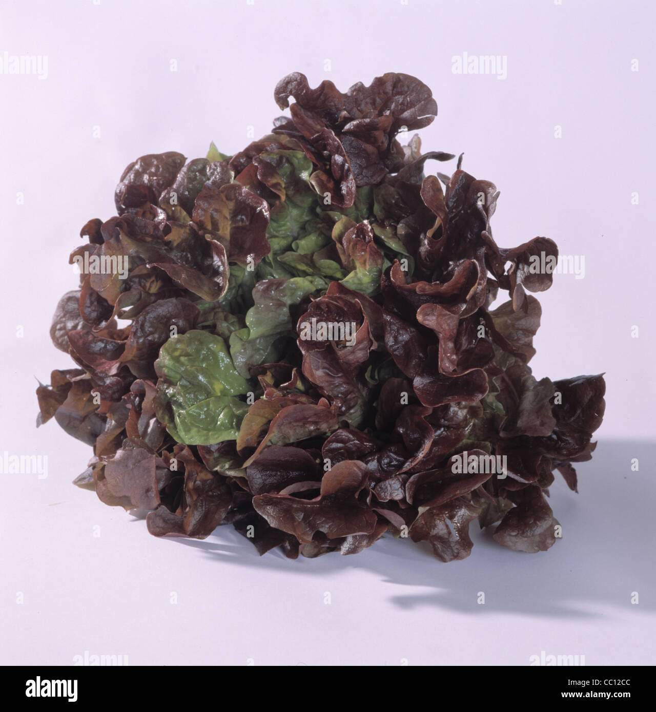 Cut out: Red oak leaf lettuce Stock Photo - Alamy