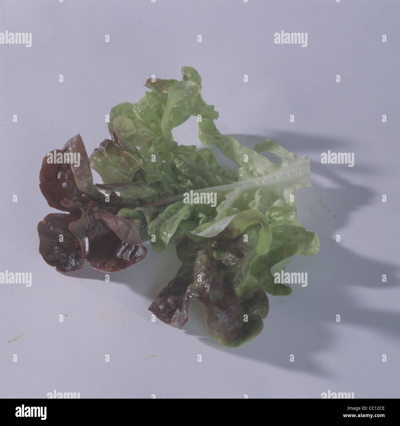 Cut out: Red oak leaf lettuce Stock Photo - Alamy