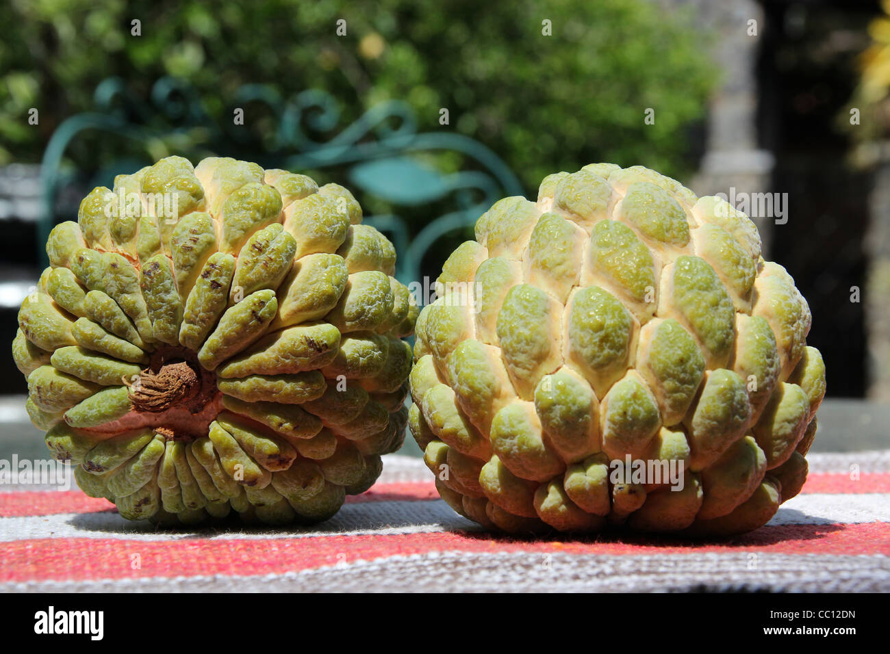 custard-pineapple, sugar-pineapple, sweetsop Stock Photo - Alamy