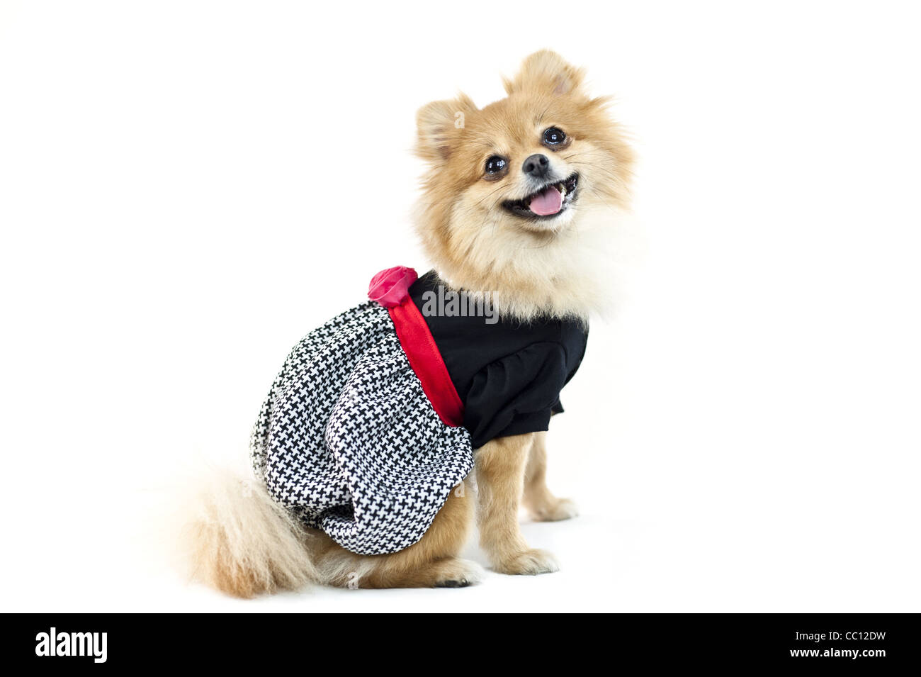 Pomeranian dog portrait close hi-res stock photography and images - Alamy