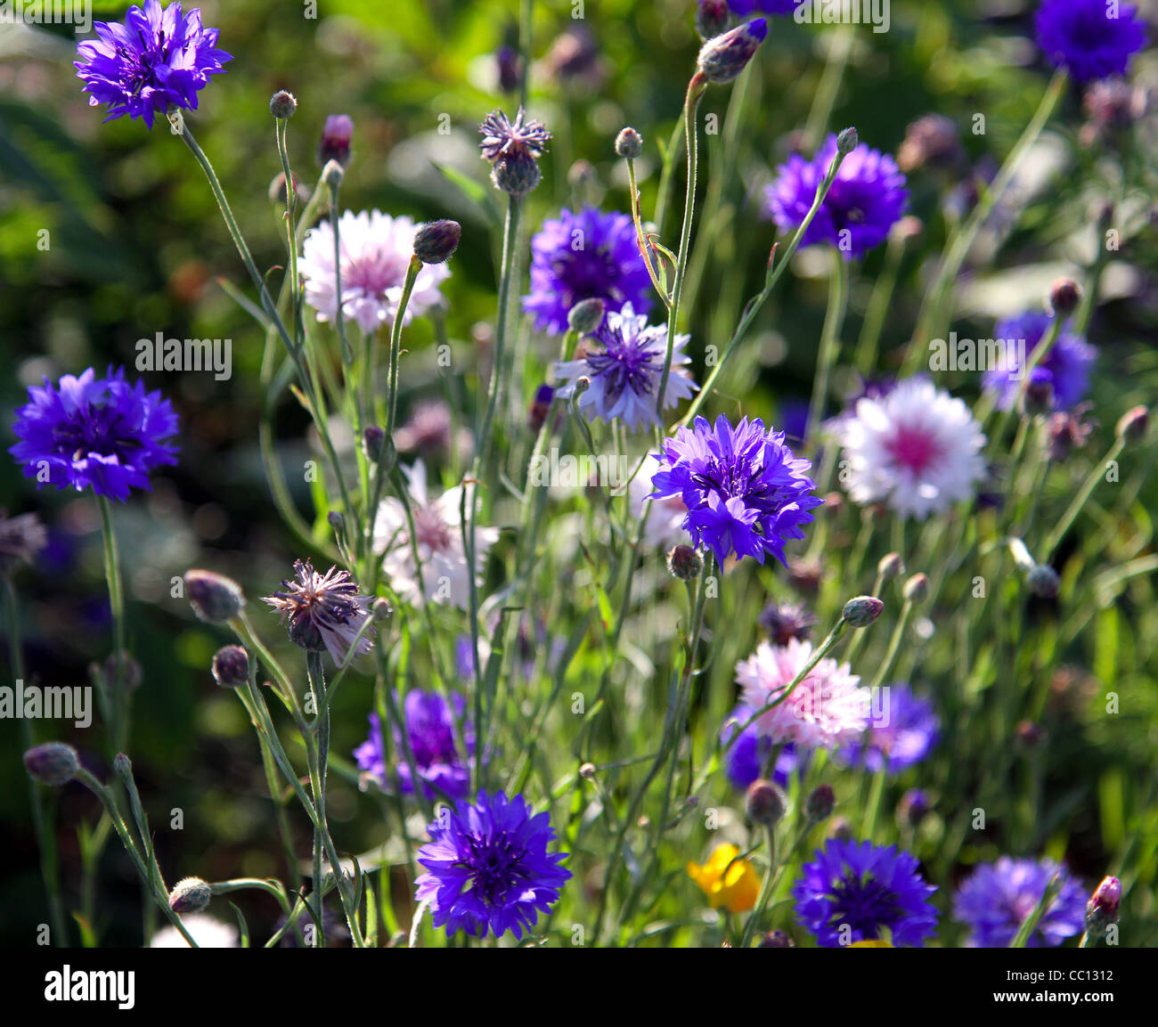 Spring flowers cornflower with green foliage wildflower hi-res stock ...