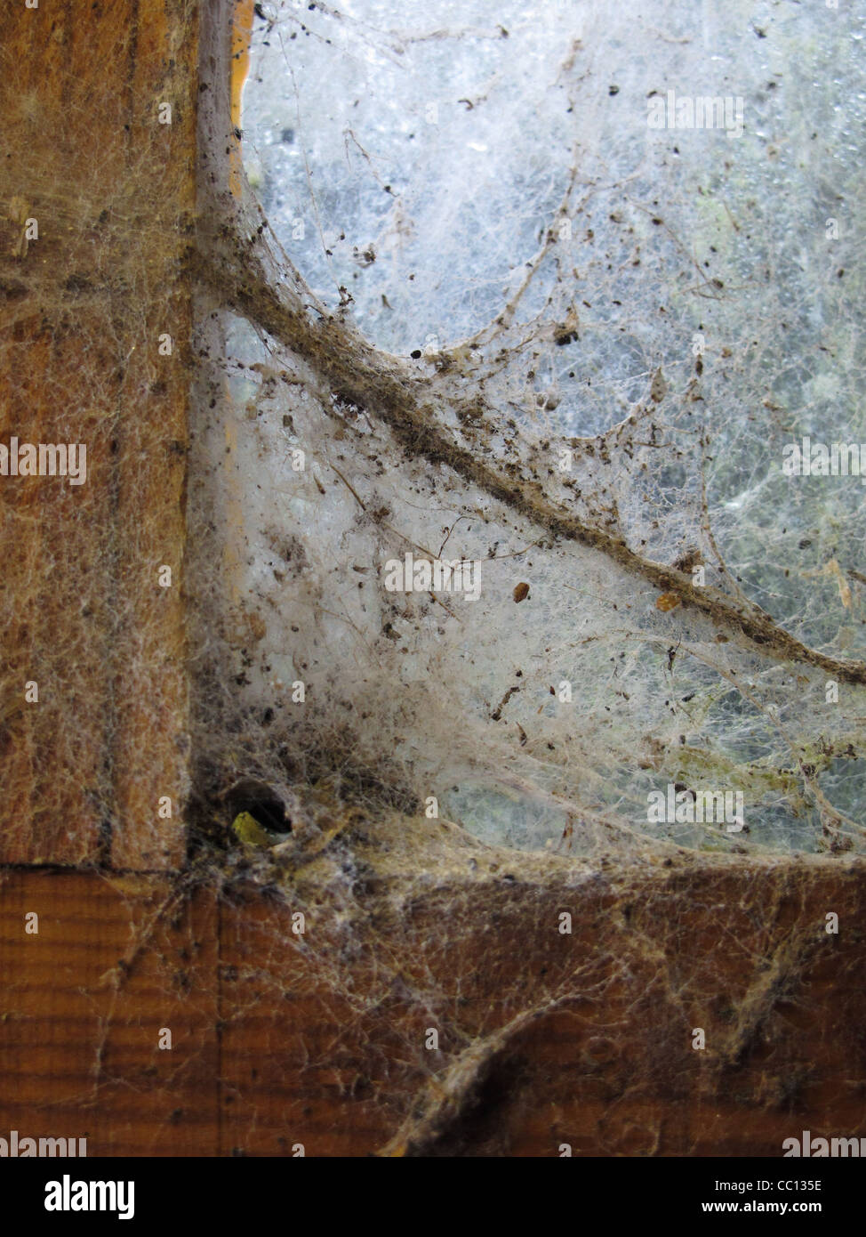 window covered with cobwebs Stock Photo - Alamy