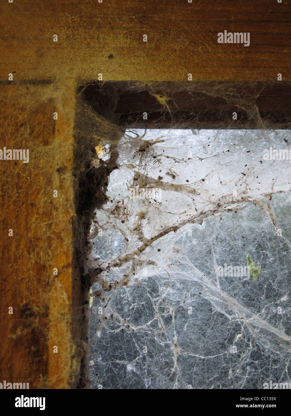 window covered with cobwebs Stock Photo - Alamy
