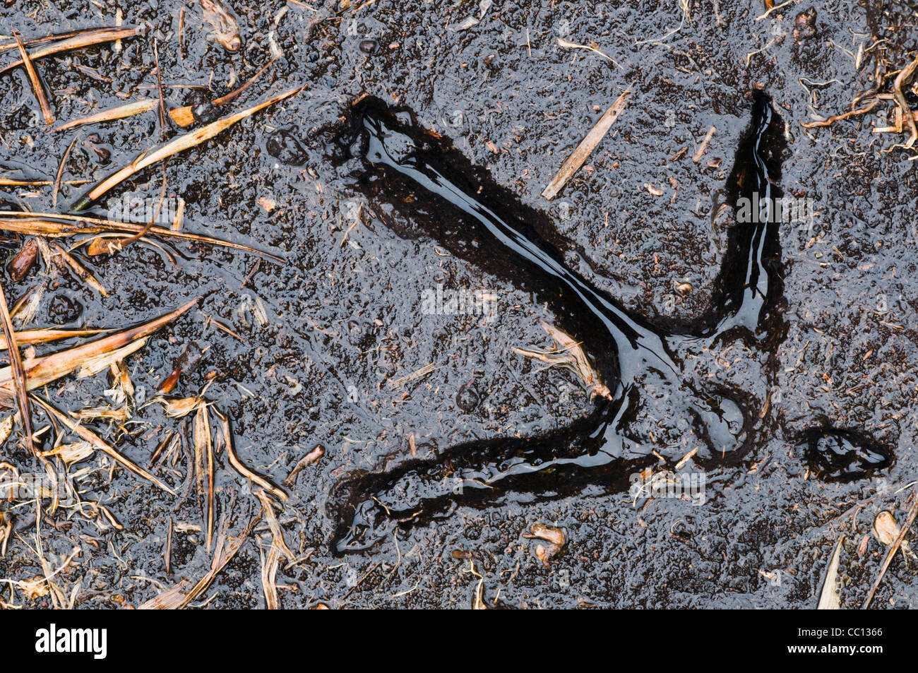 Pheasant footprint in wet peat Stock Photo - Alamy