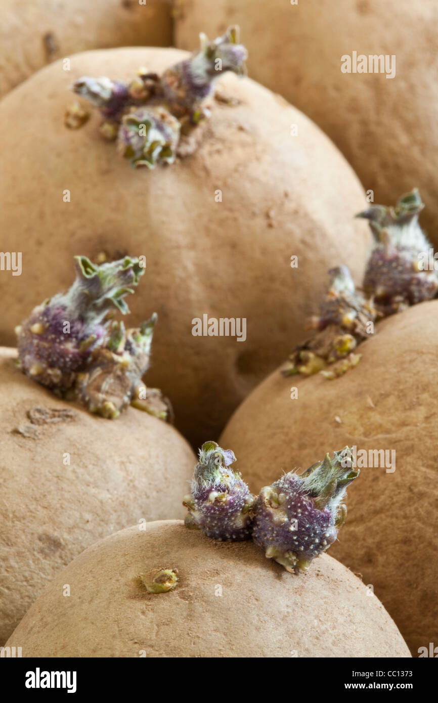 Seed potatoes being chitted and starting to shoot Stock Photo - Alamy