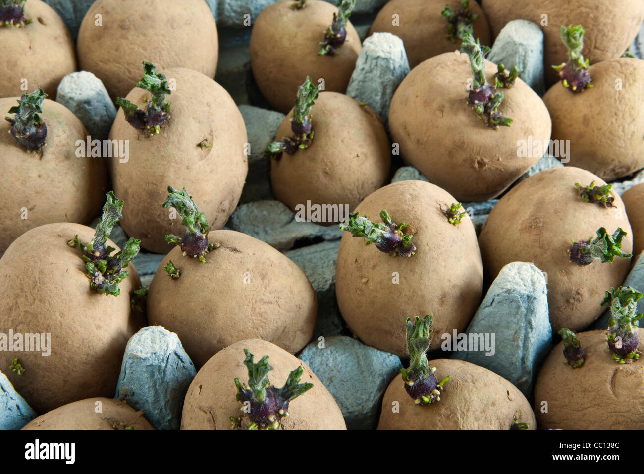 Seed potatoes being chitted in an egg box Stock Photo - Alamy