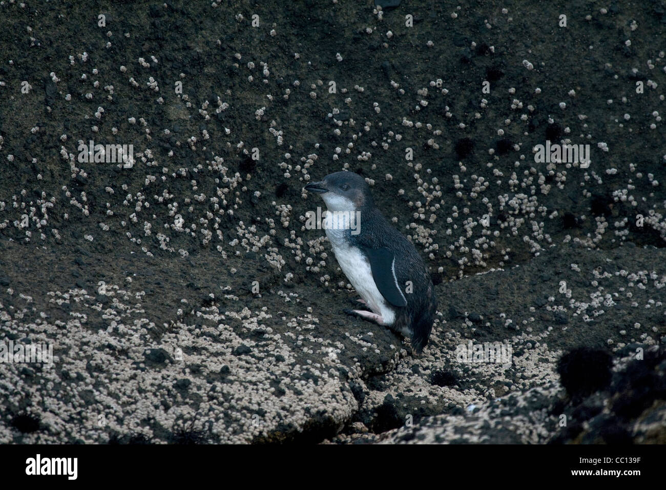 Little blue penguin sitting on a rocky shore in New Zealand Stock Photo ...