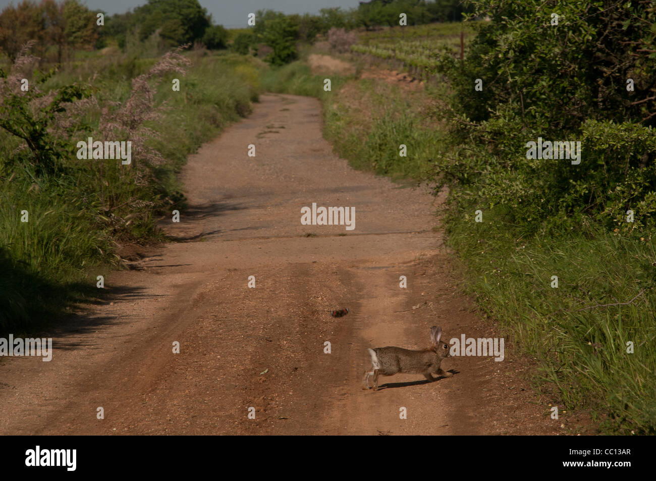 Rabbit crossing hi-res stock photography and images - Alamy