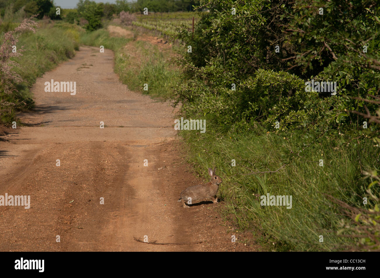 Rabbit crossing hi-res stock photography and images - Alamy