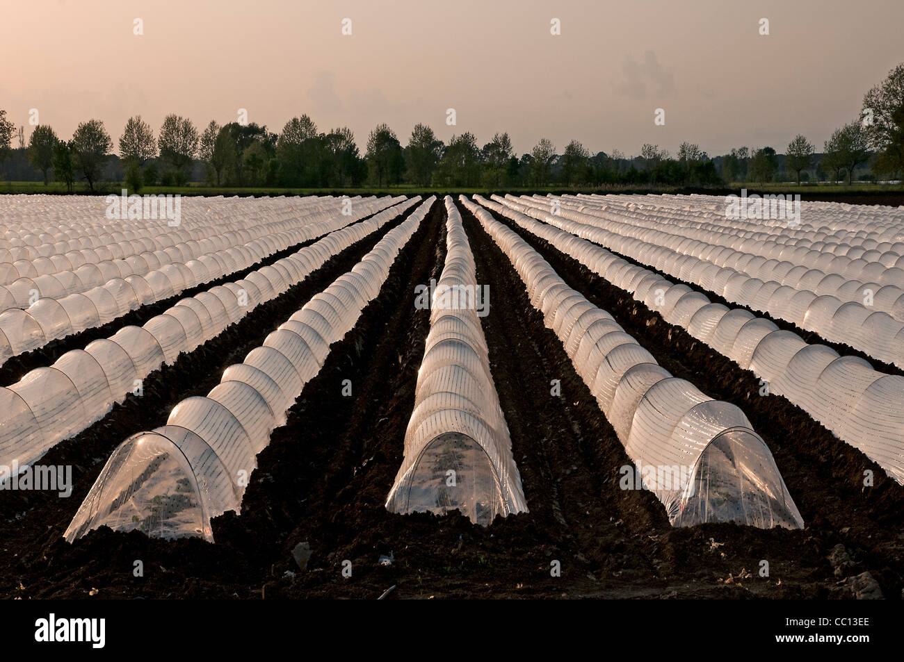 Polytunnels hi-res stock photography and images - Alamy