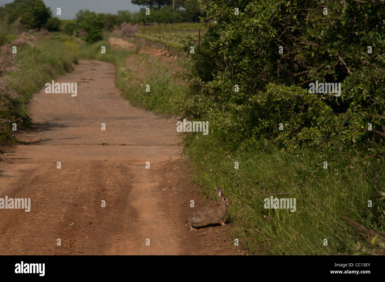 Rabbit crossing hi-res stock photography and images - Alamy
