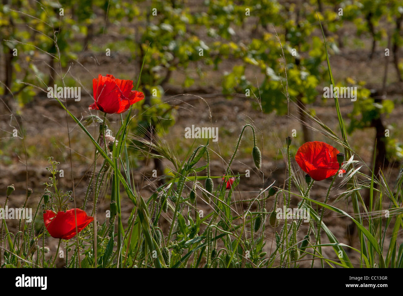Poppies in Hedgerow against view of vines in background, France Stock ...