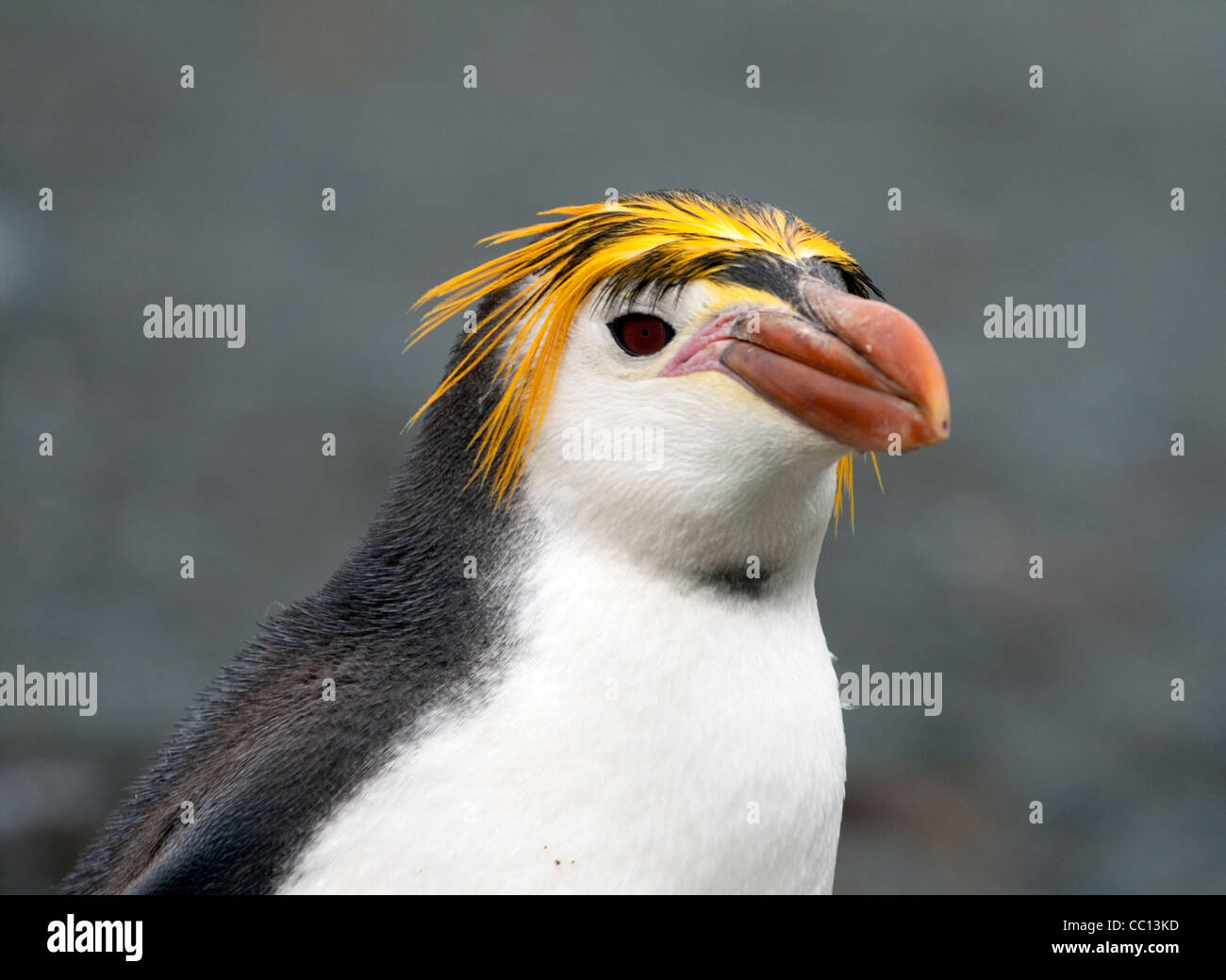 Royal penguin (Eudyptes schlegeli) on Macquarie Island (AU Stock Photo ...