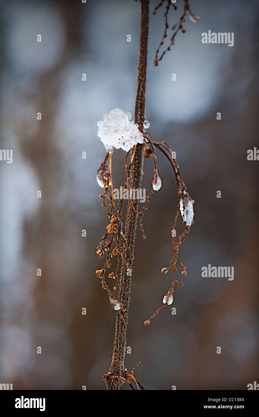 Snow and ice melting down the branches of a winter plant Stock Photo ...