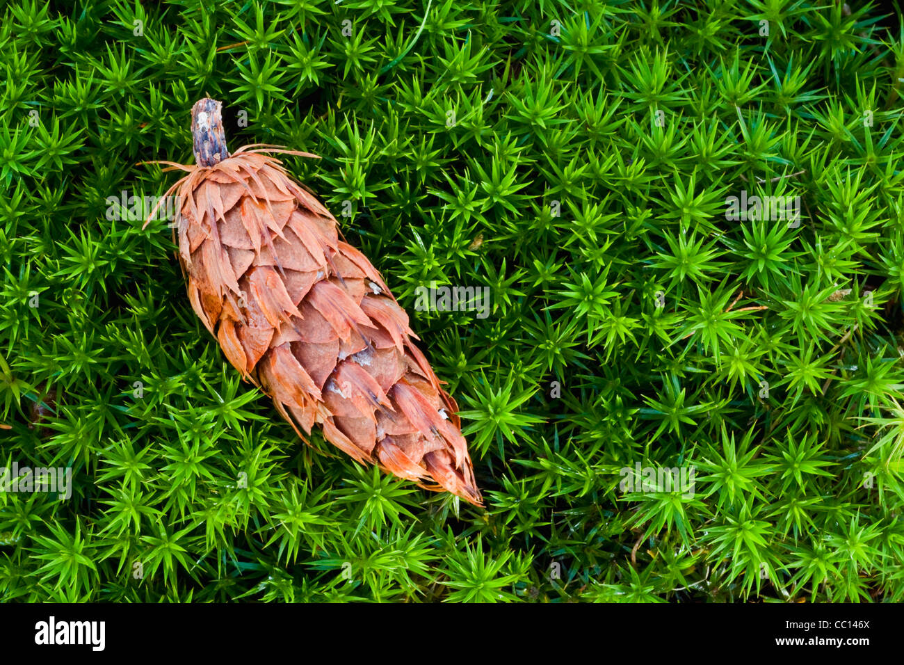 Douglas fir cone on moss Stock Photo - Alamy