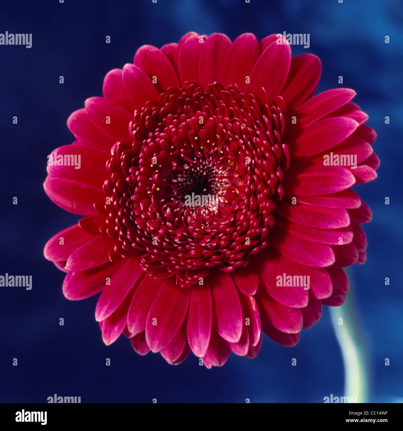 Double gerbera hi-res stock photography and images - Alamy