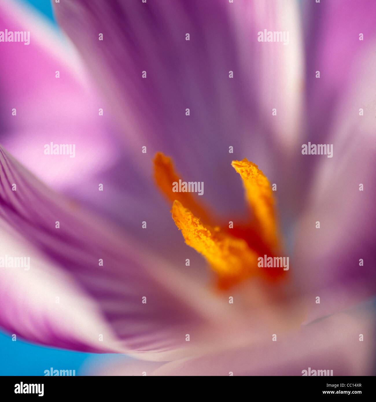 Close up of the crocus Stock Photo - Alamy