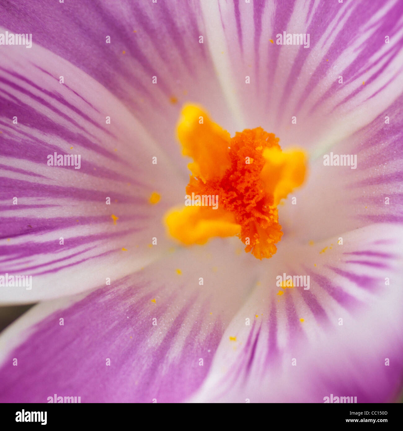 Close up of the crocus Stock Photo - Alamy