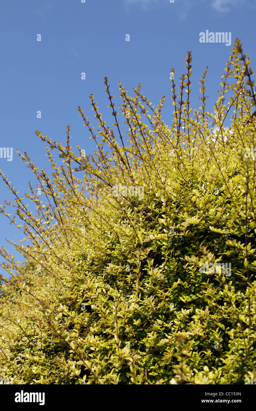 An overgrown bush, Scotland, UK Stock Photo - Alamy