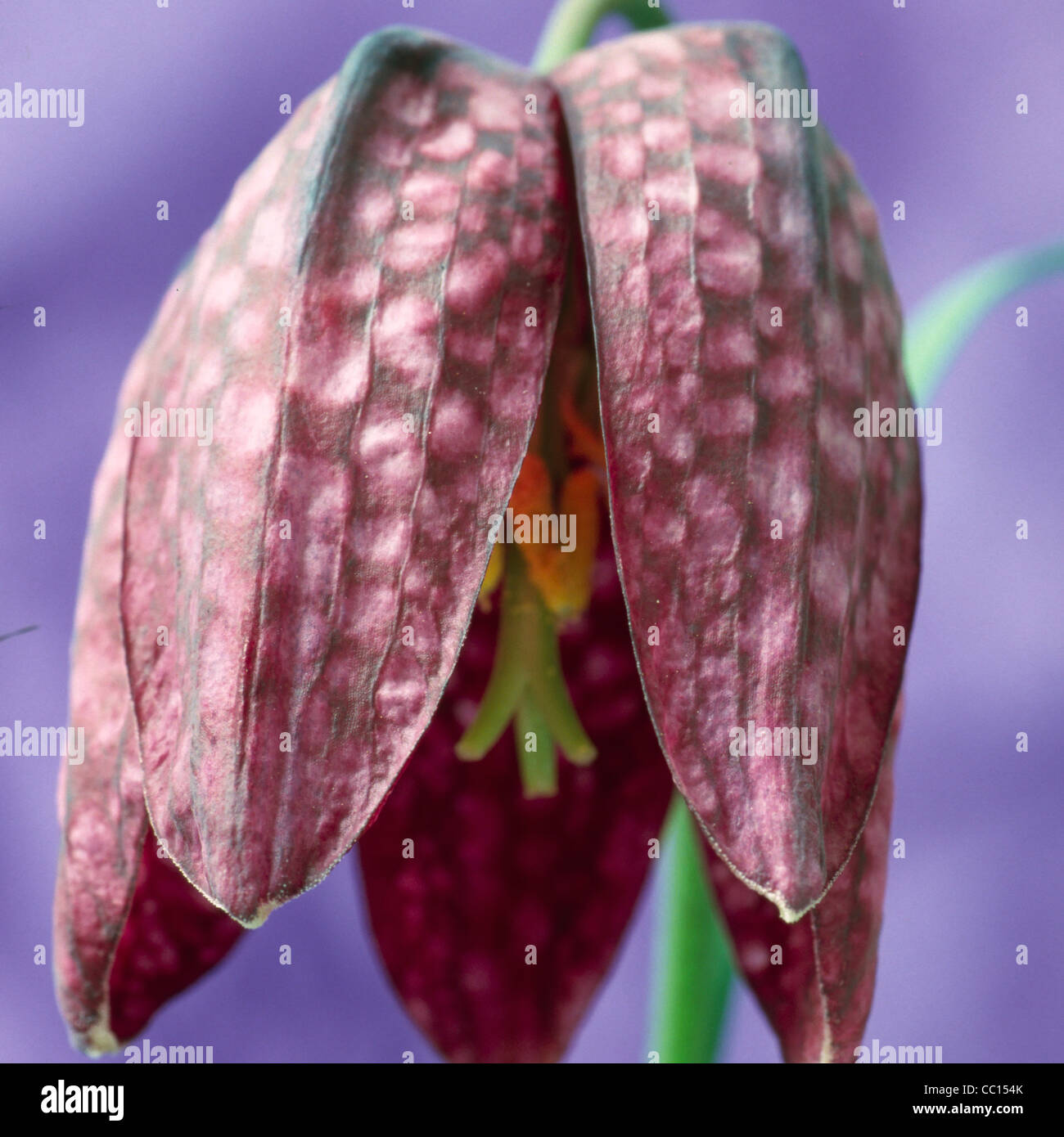 Close up of Snake Fritillary flower Stock Photo - Alamy