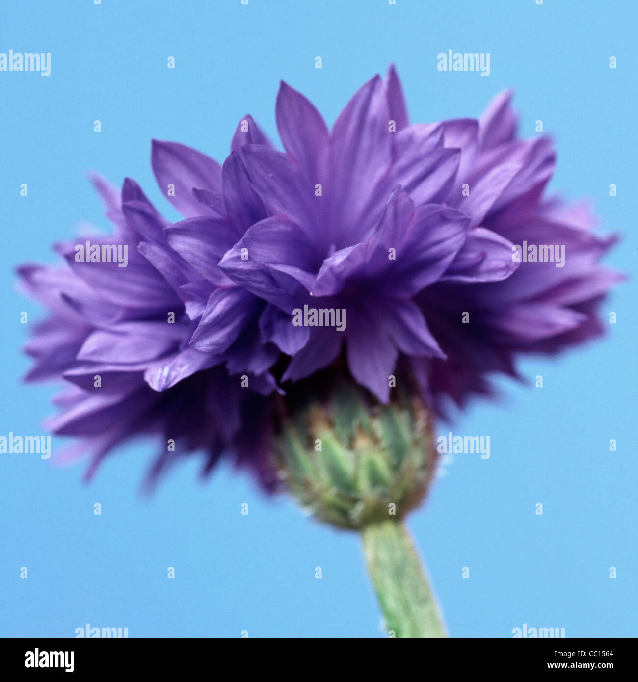 Cornflower centaurea tea hi-res stock photography and images - Alamy