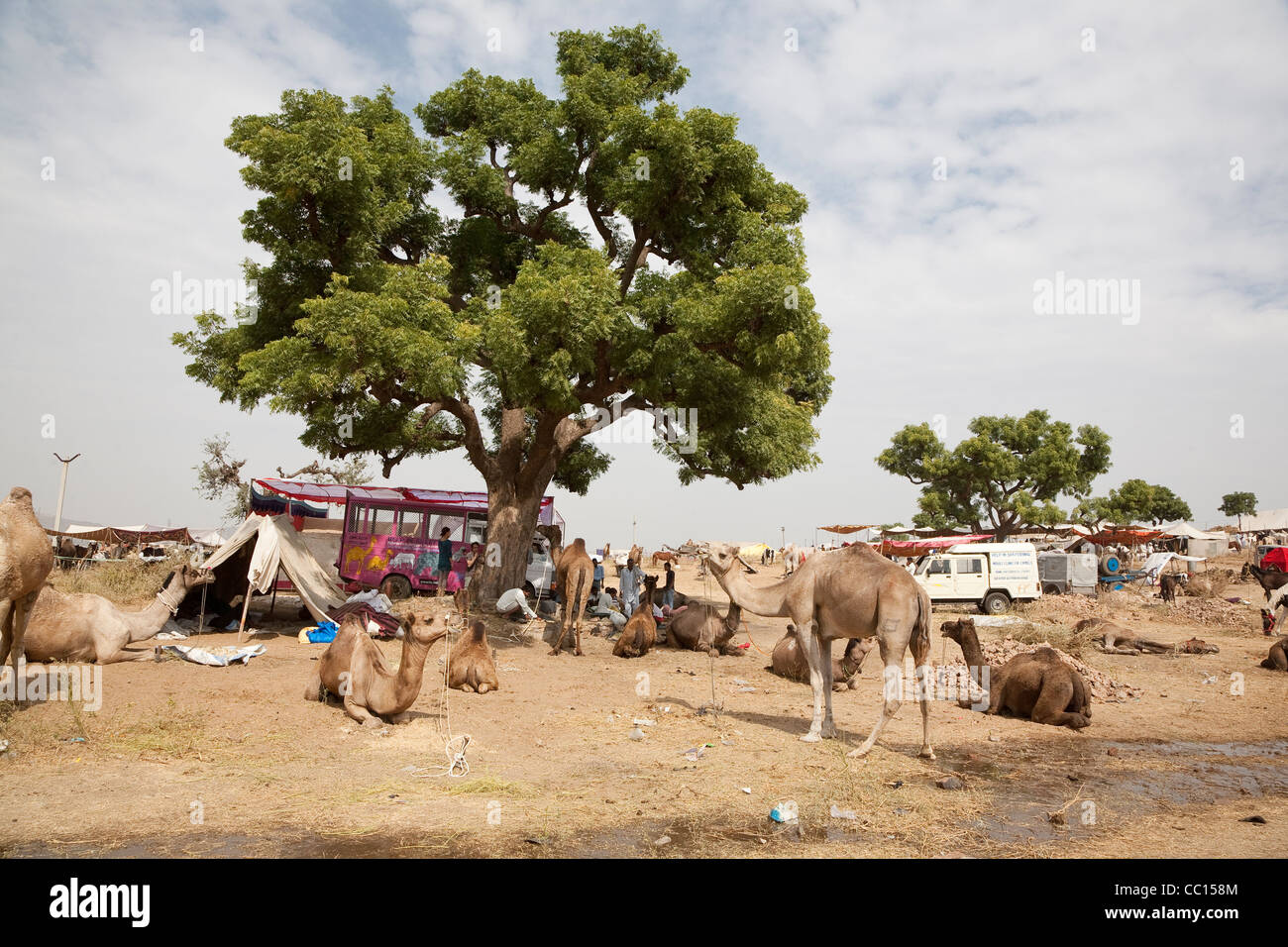 Pushkar Fair - Rajasthan, India Stock Photo - Alamy