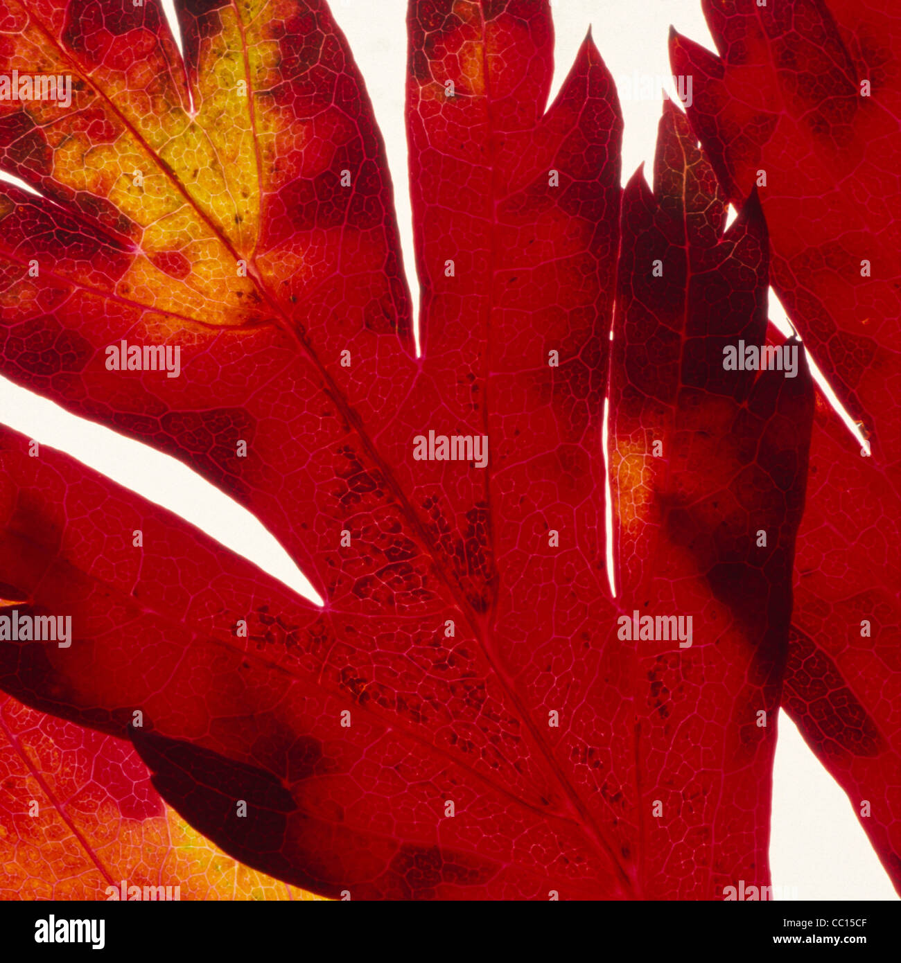 Close up of the Japanese Maple leaf Stock Photo - Alamy