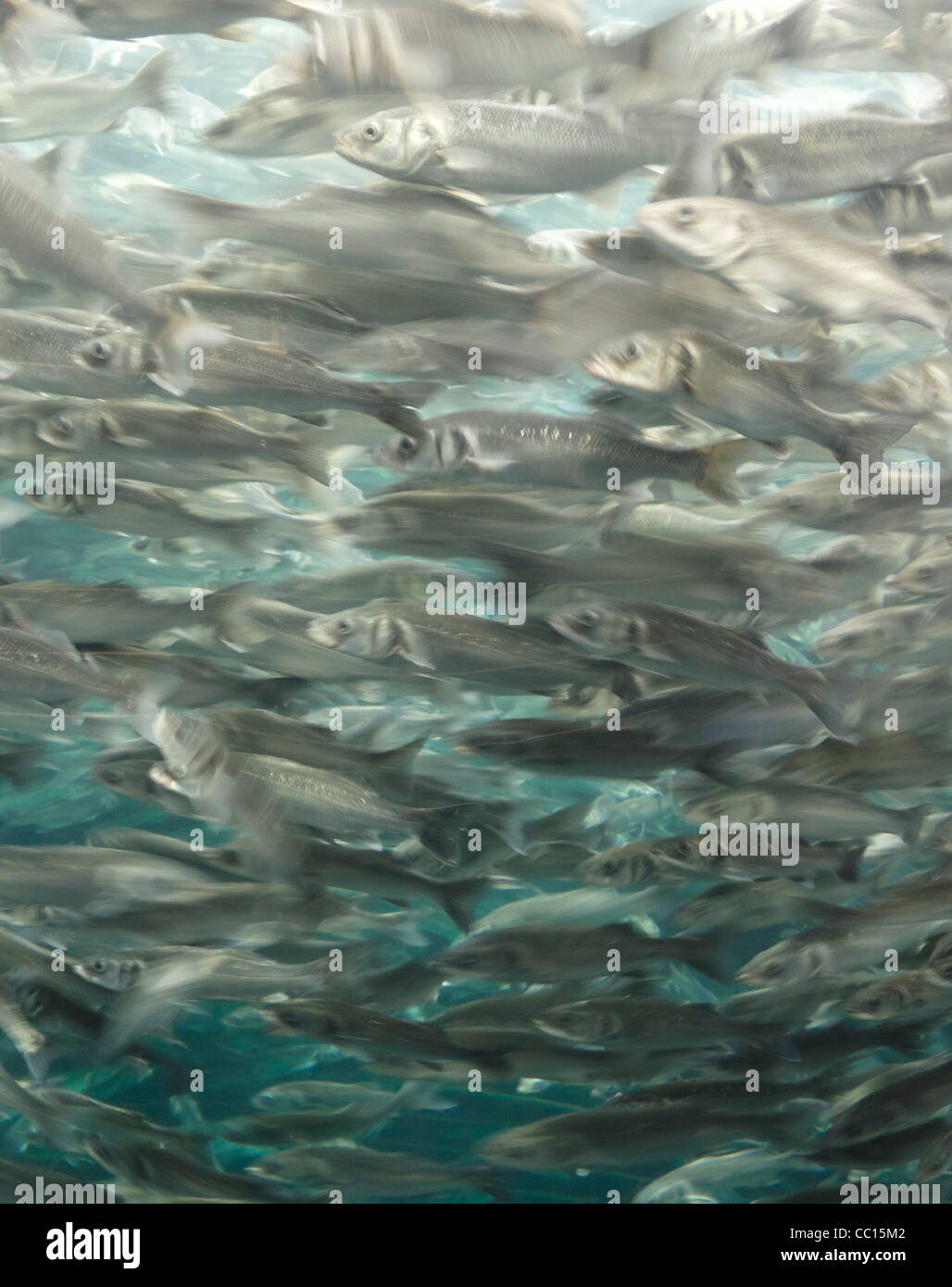 Loro Parque, Tenerife's prime wildlife-zoo attraction. Gyre of shoaling ...