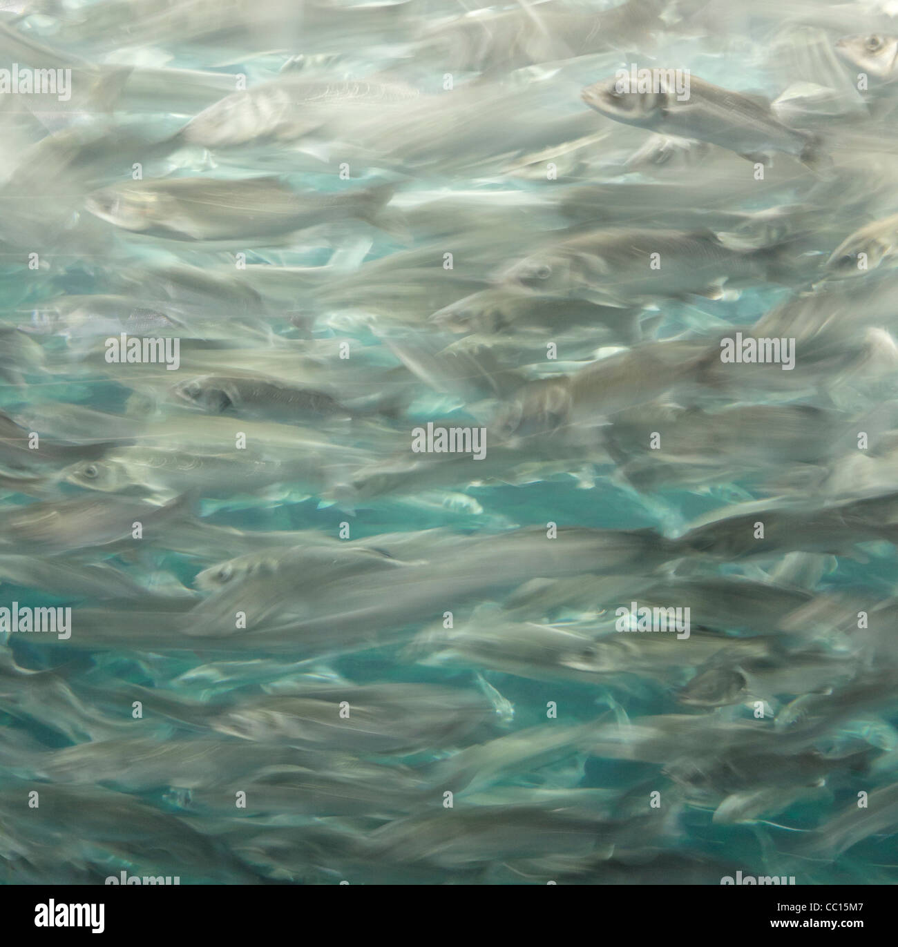 Loro Parque, Tenerife's prime wildlife-zoo attraction. Gyre of shoaling ...