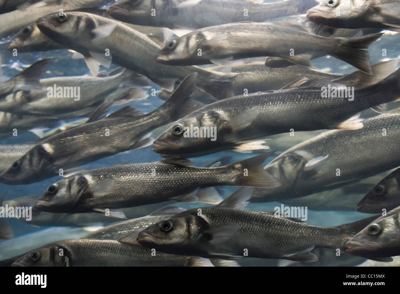 Loro Parque, Tenerife's prime wildlife-zoo attraction. Gyre of shoaling ...