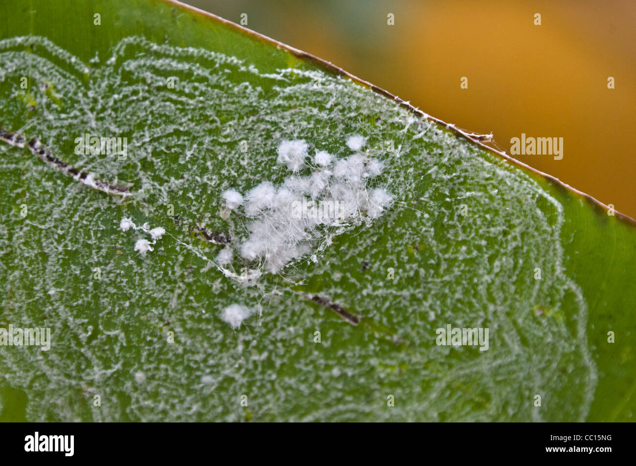 Infestation on palm leaf in Tenerife - spiralling whitefly, Aleurodicus ...