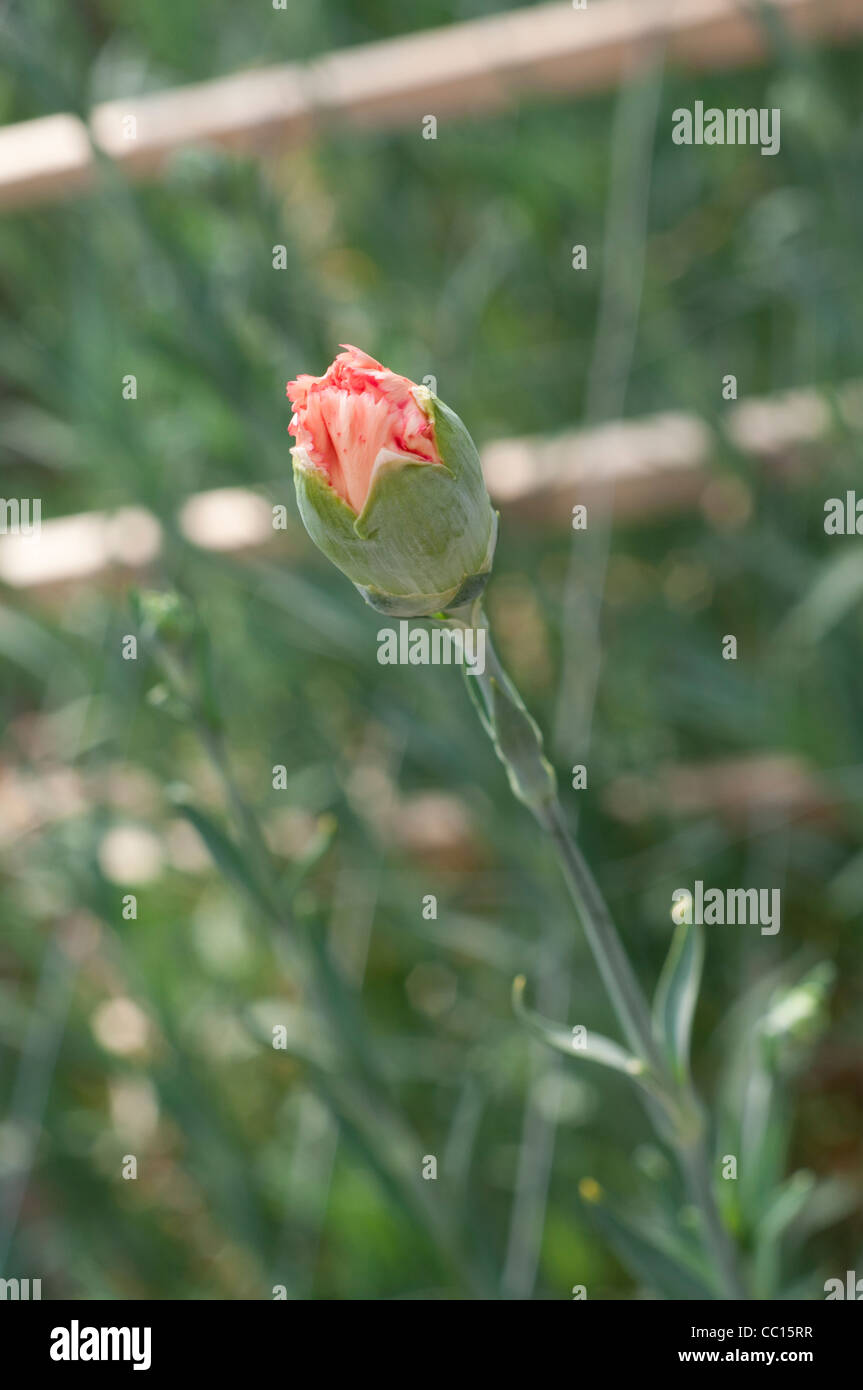 small and young greenhouse bud Stock Photo - Alamy