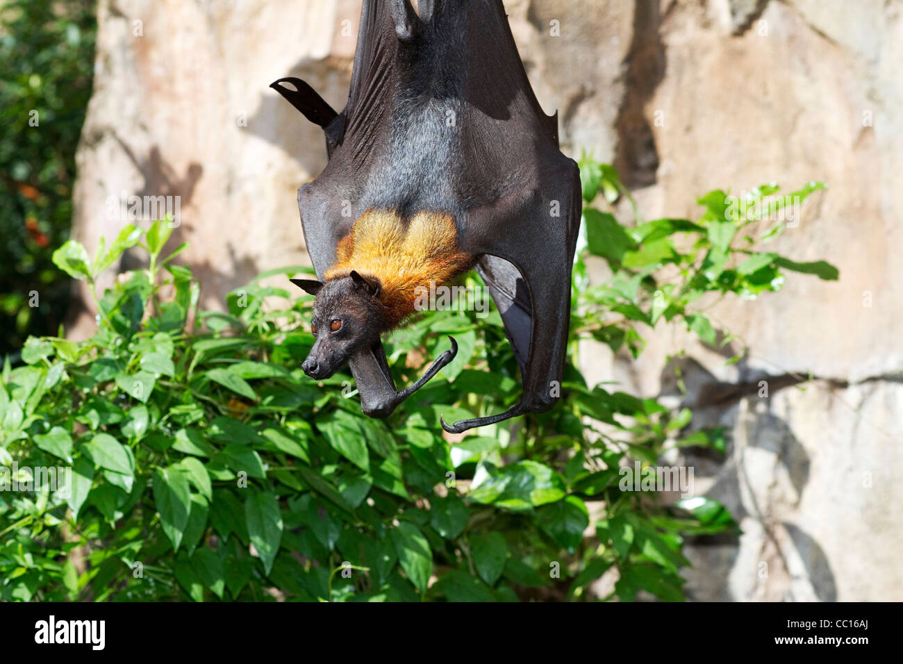 Fruit bat hanging on a branch Stock Photo - Alamy
