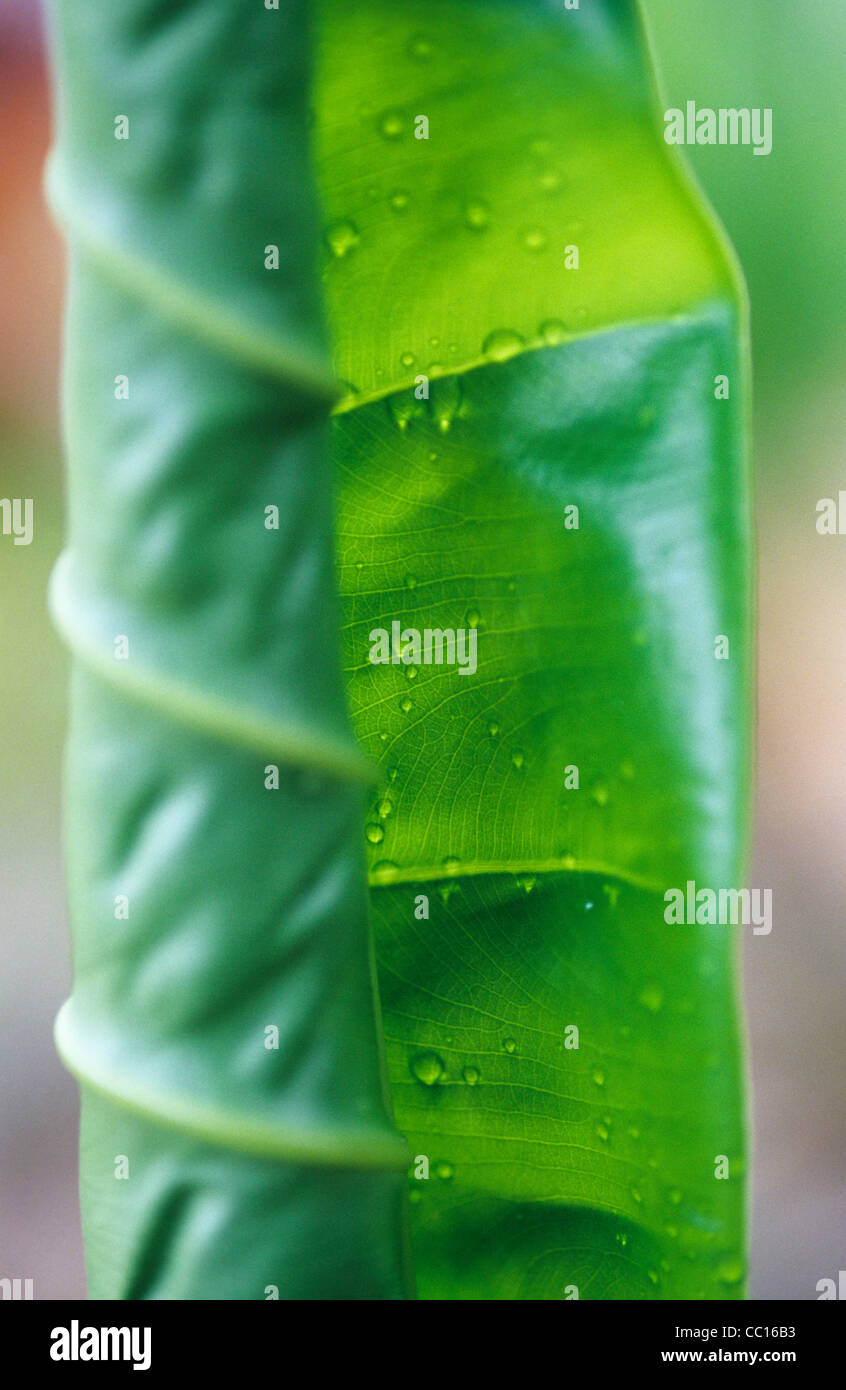 Cook Islands, Kūki 'Āirani, South Pacific Ocean, unfurling taro leaf ...