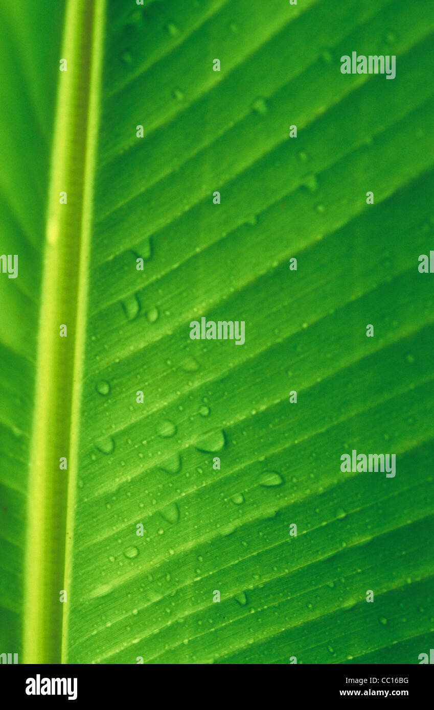 Cook Islands, Kūki 'Āirani, South Pacific Ocean, banana leaf detail ...