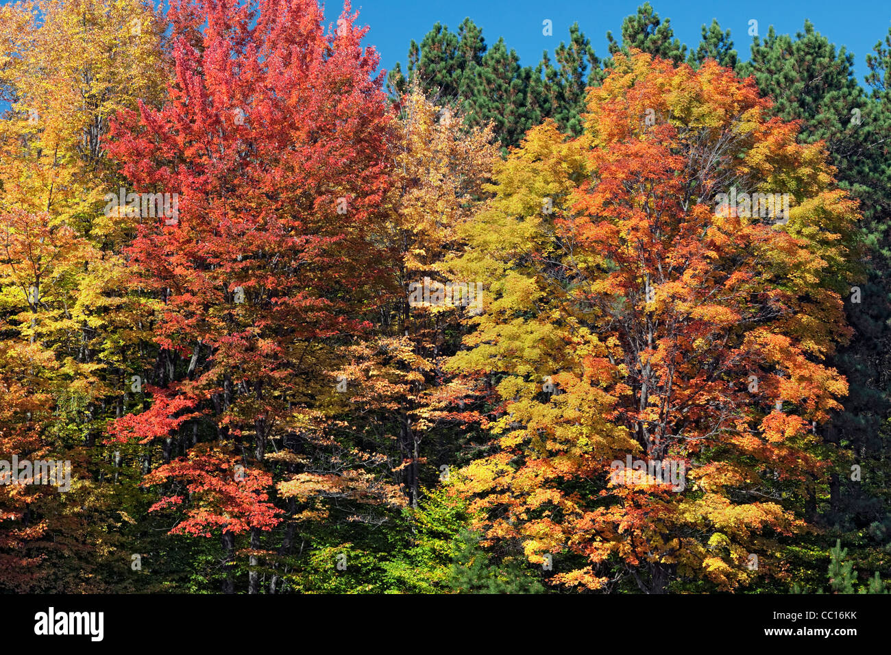 Sugar maple forest hi-res stock photography and images - Alamy