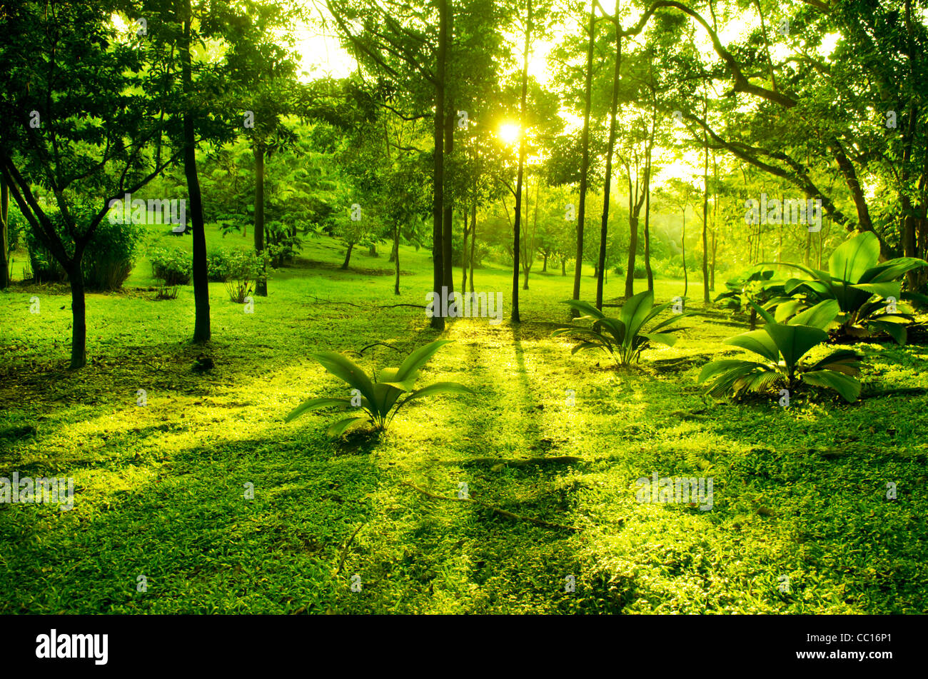 Green trees in park, a morning view with backlight Stock Photo - Alamy