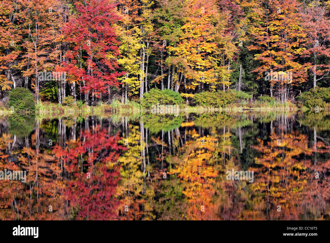 Vibrant autumn colors of the Manistee National Forest reflect in this ...
