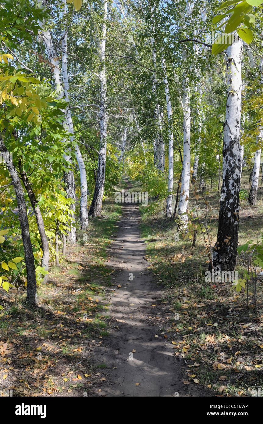 Birch Wood Path Stock Photo - Alamy
