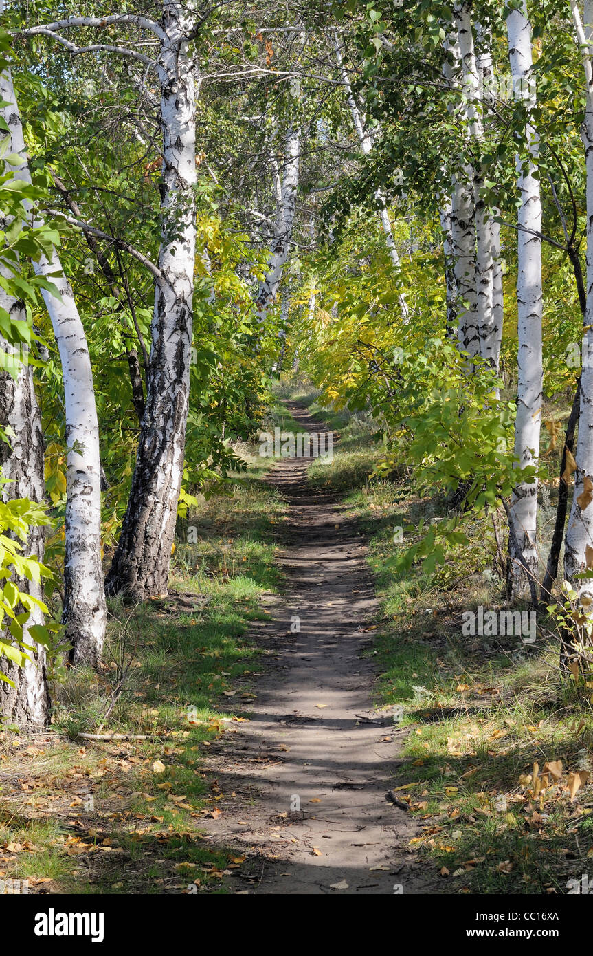 Path in Birch Forest Stock Photo - Alamy