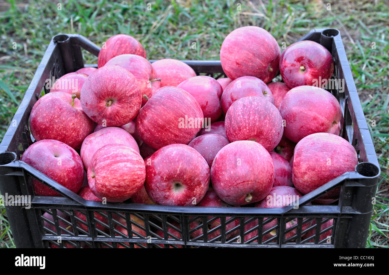 Red Apples in Box Stock Photo - Alamy