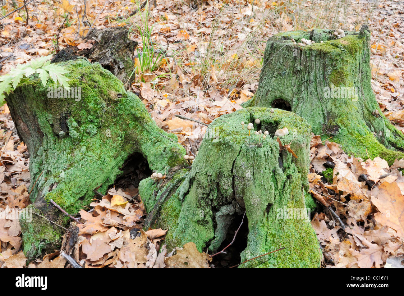 Three Old Tree Stump Stock Photo - Alamy