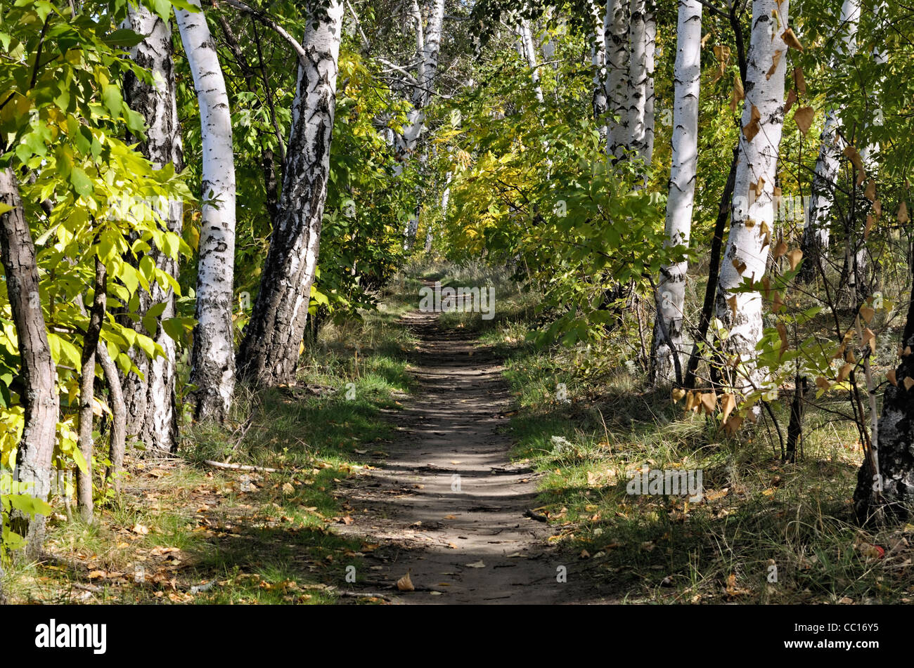 Trail in Birch Forest Stock Photo - Alamy