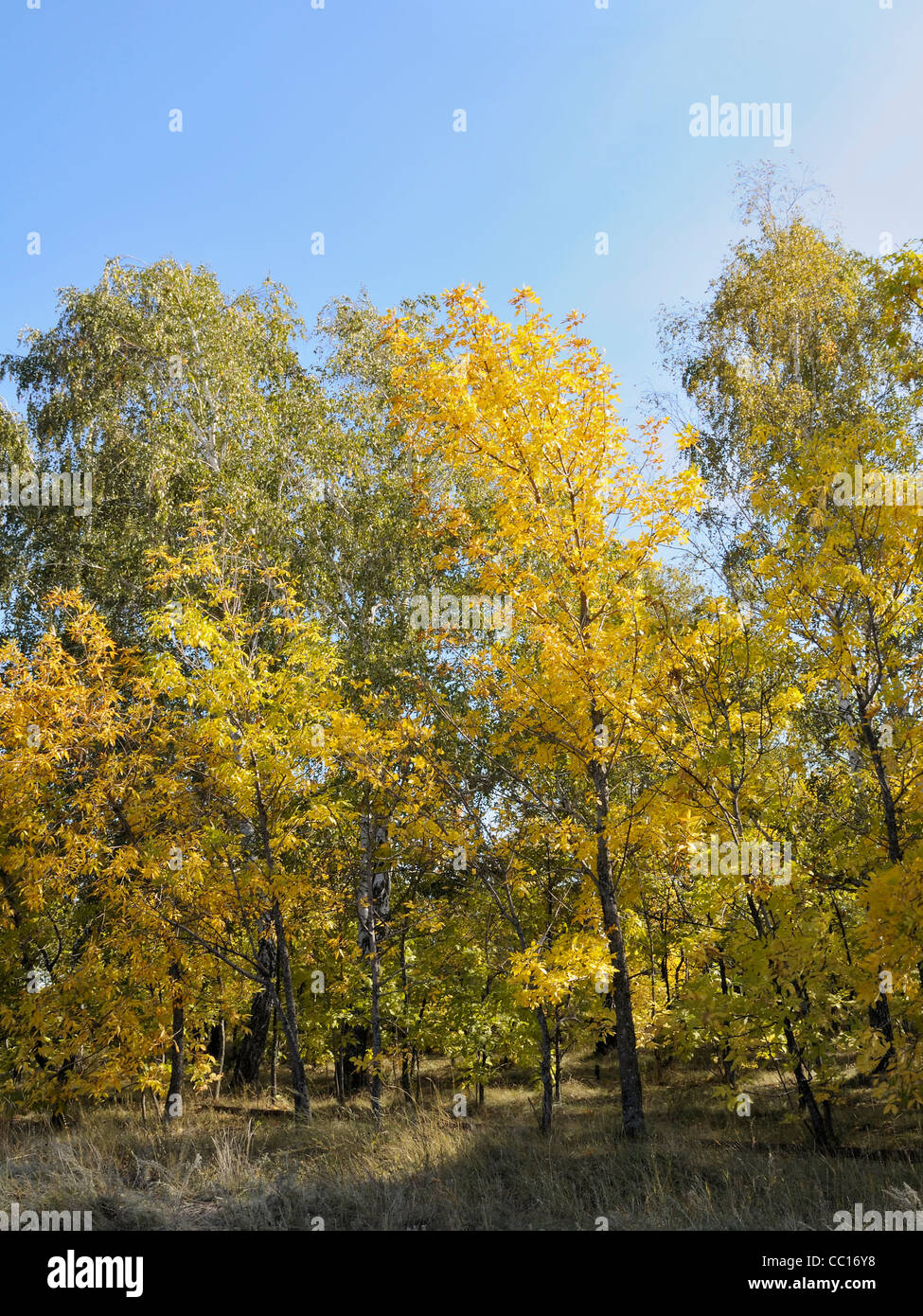 Trees in Fall Stock Photo - Alamy