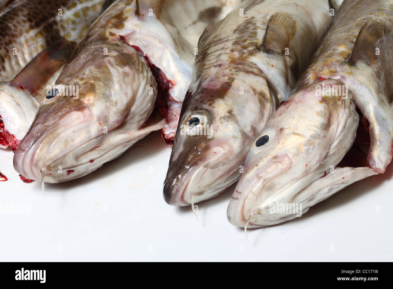 background cod eye fillet fish food husk isolated mouth open ...