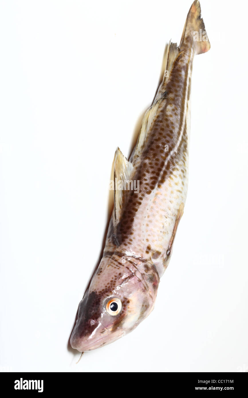 Raw cod fish on white background Stock Photo - Alamy
