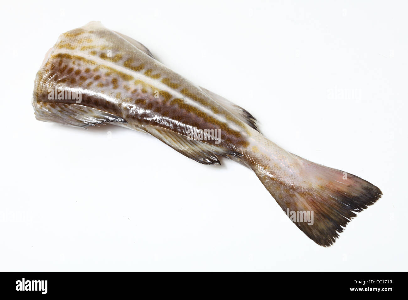 Raw cod fish fillets in kitchen on white background Stock Photo - Alamy