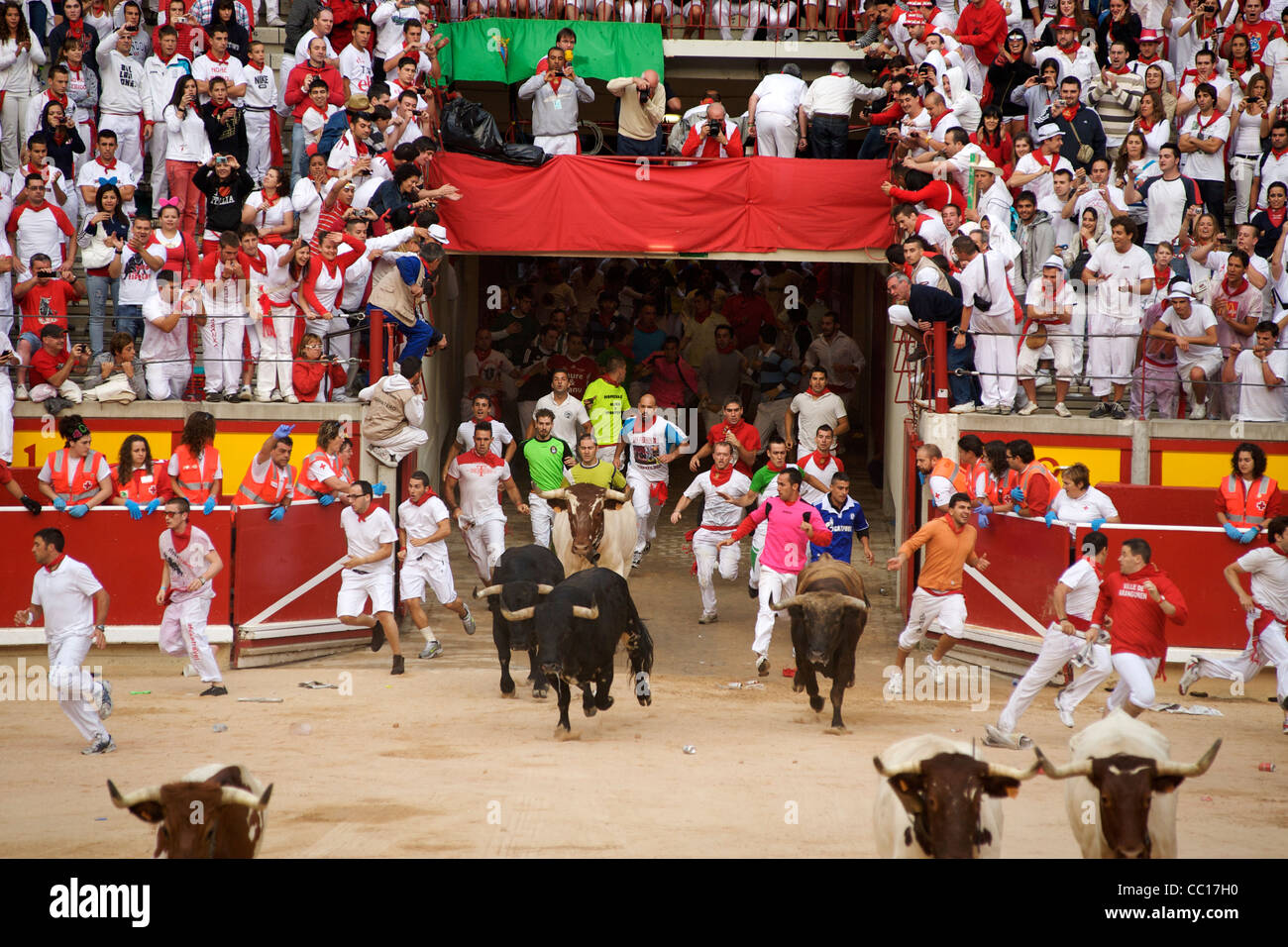 Bulls arriving in the arena following the encierro (running of the ...